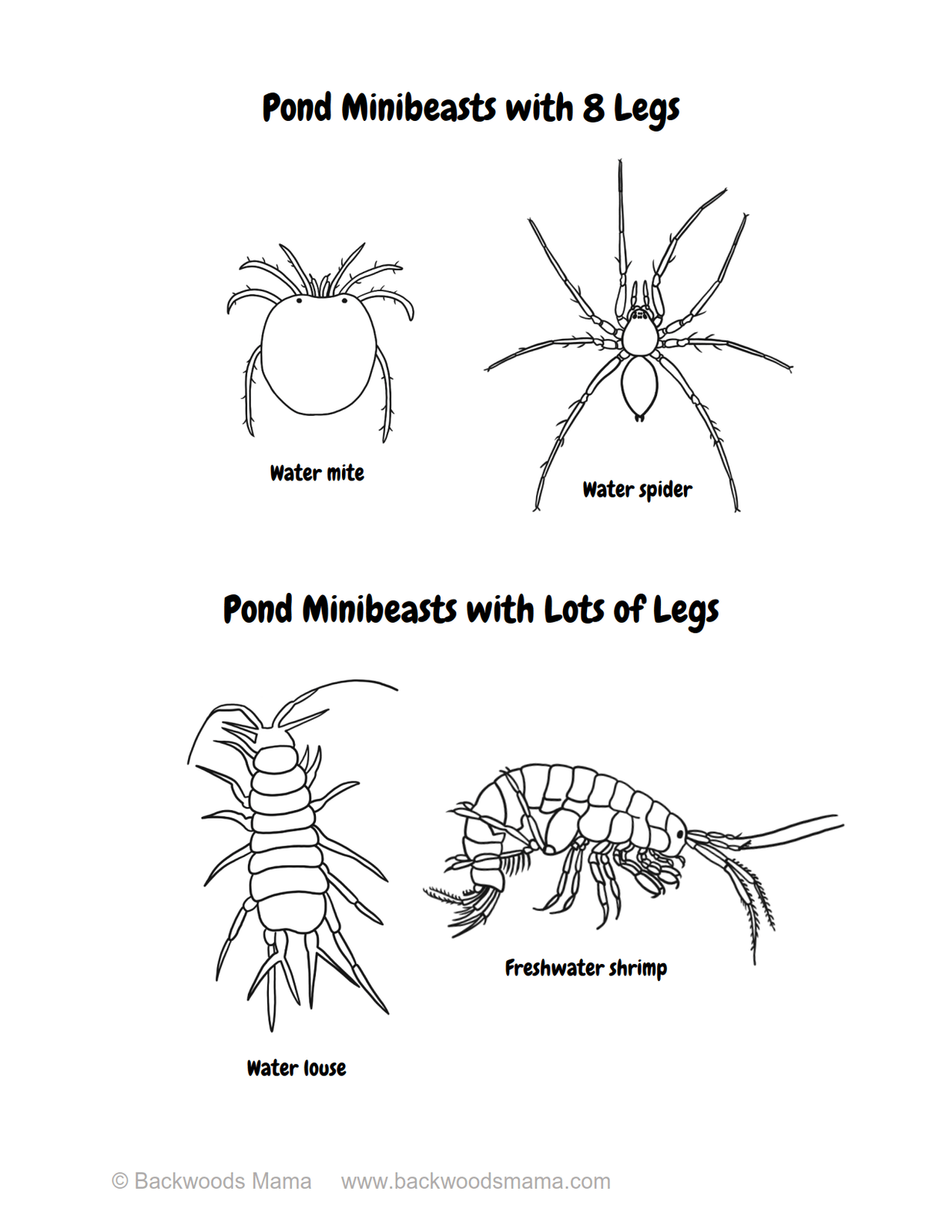 Water Mite Diagram