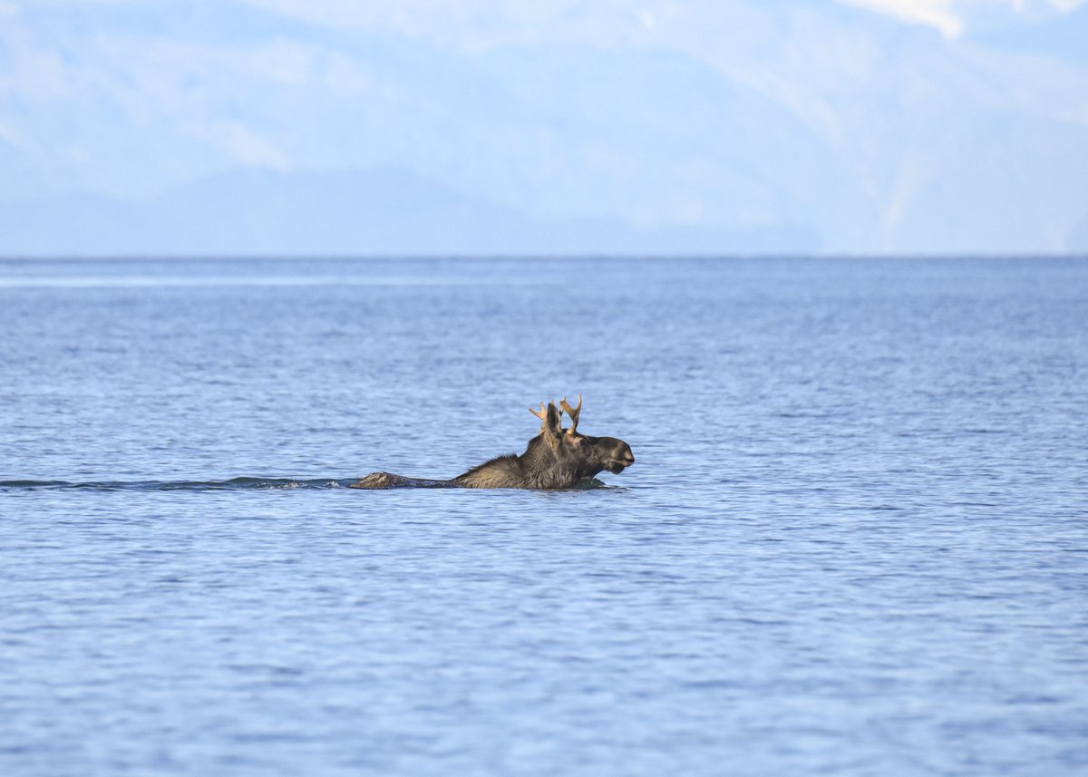 Sea Moose
