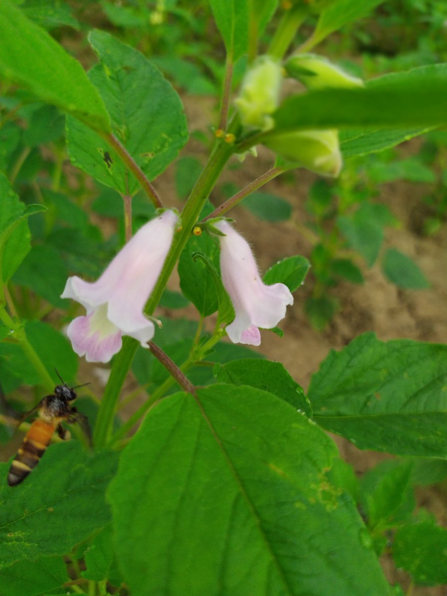 MD. SHIMUL HOSSAIN (@MdShimul736) | Twitter