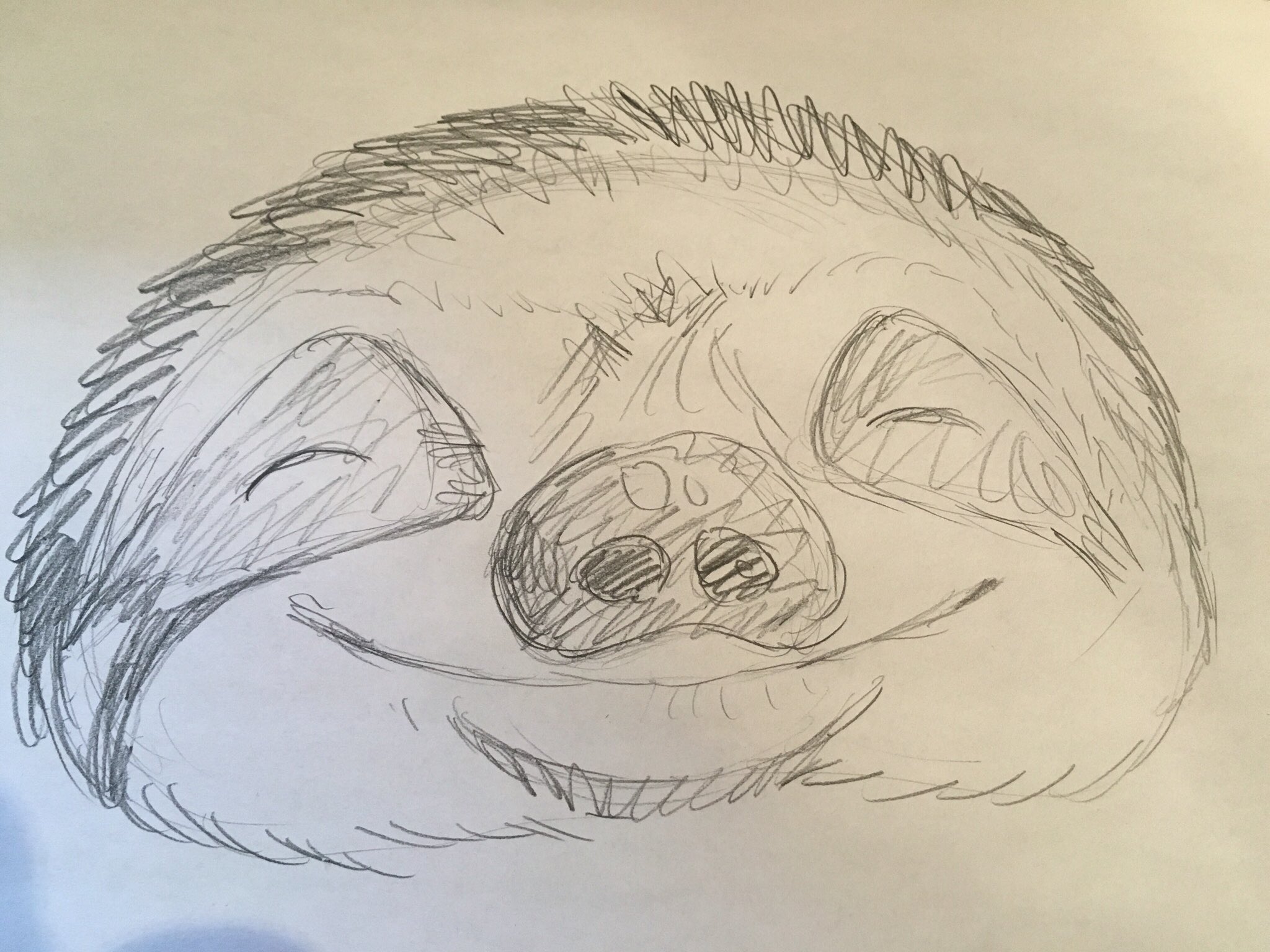 Sloth Face Illustration