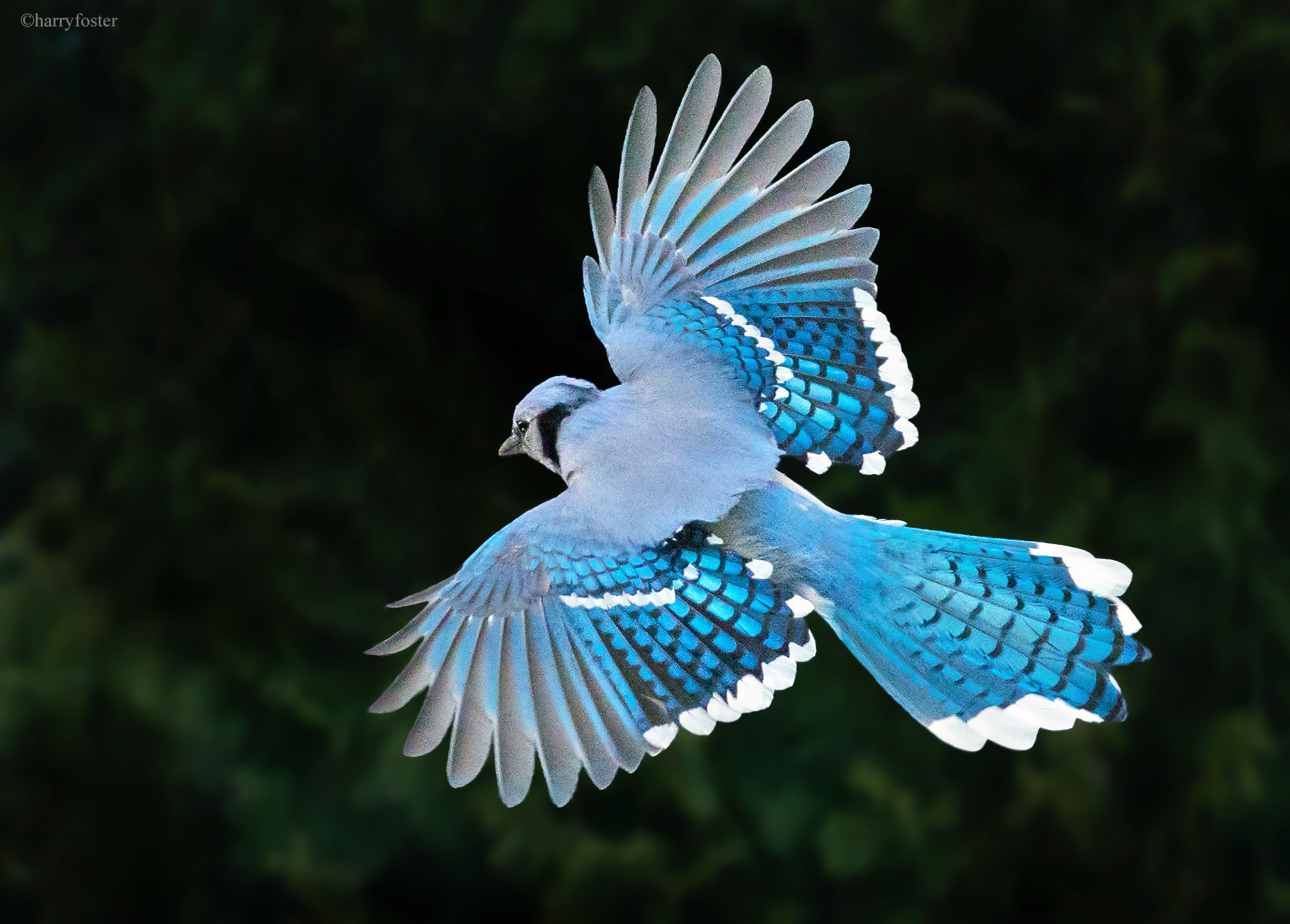 Blue Jay Wings Spread