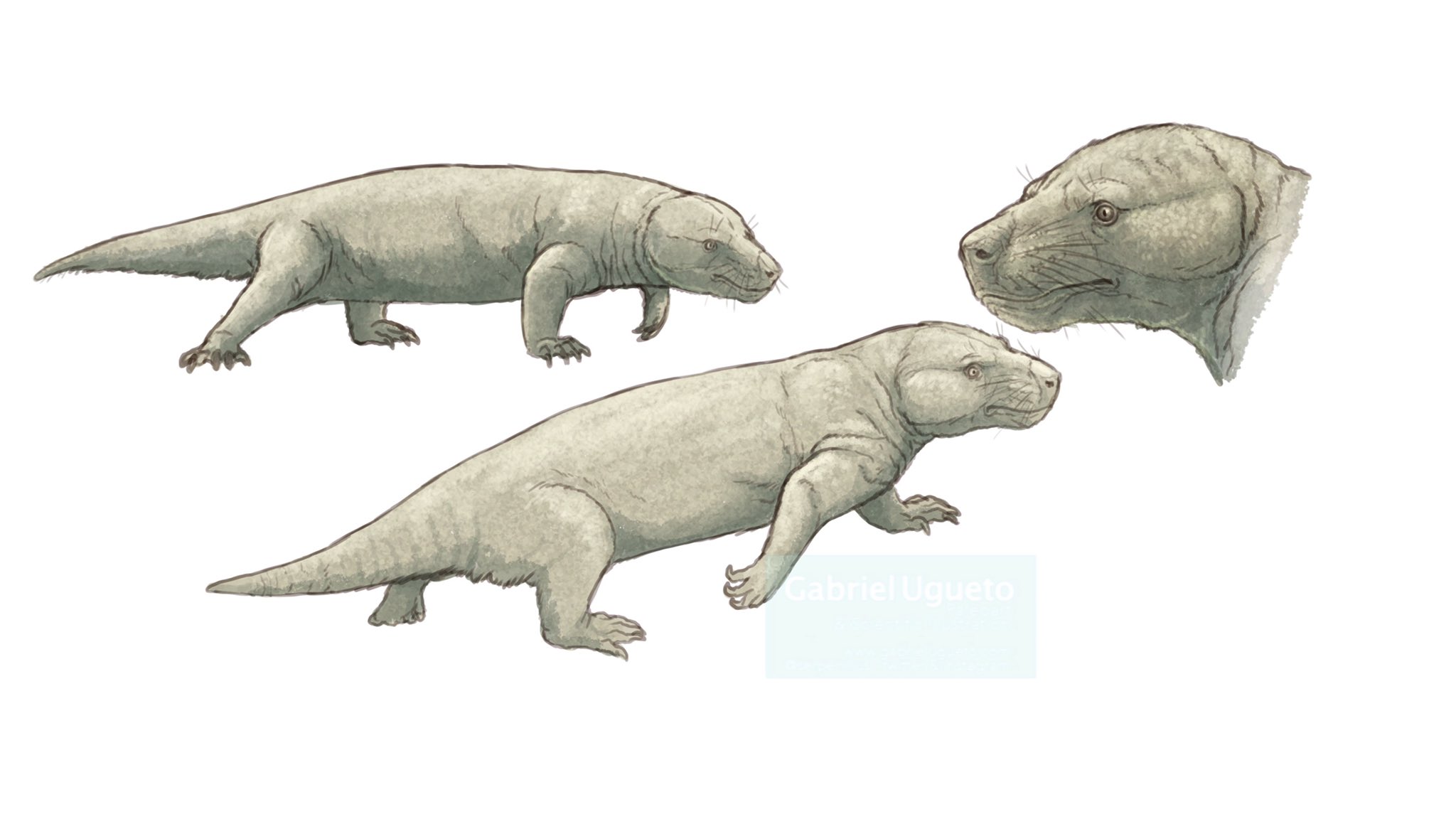 Cynodont