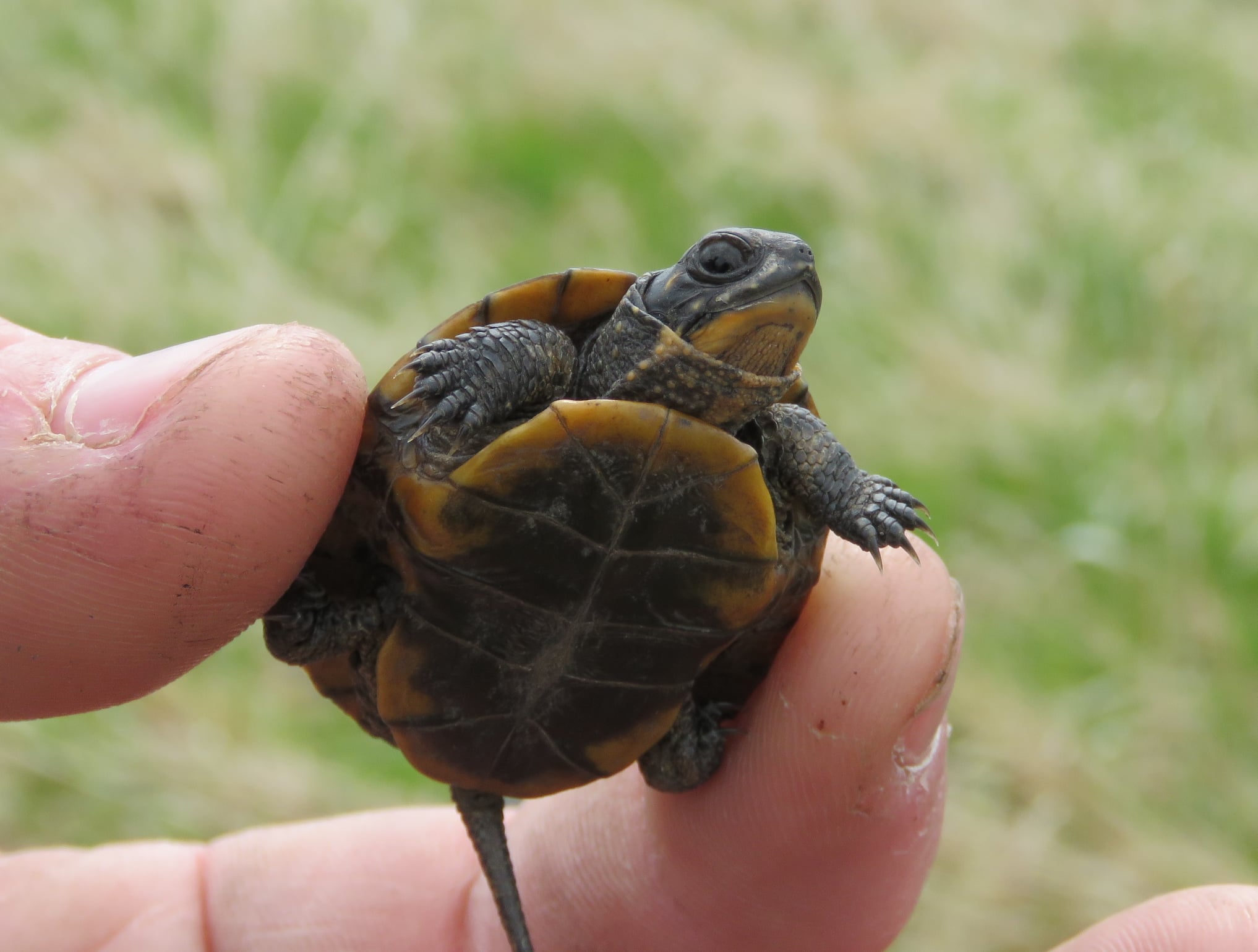 Baby Northern Map Turtle
