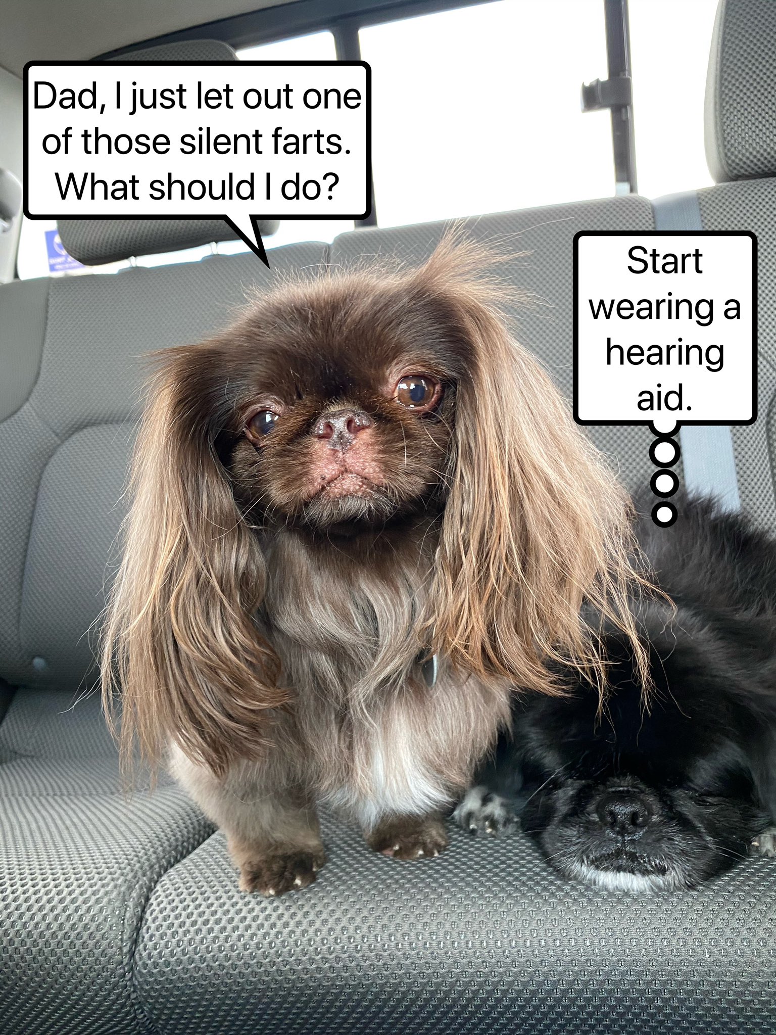 What Does Pekingese Sound Like
