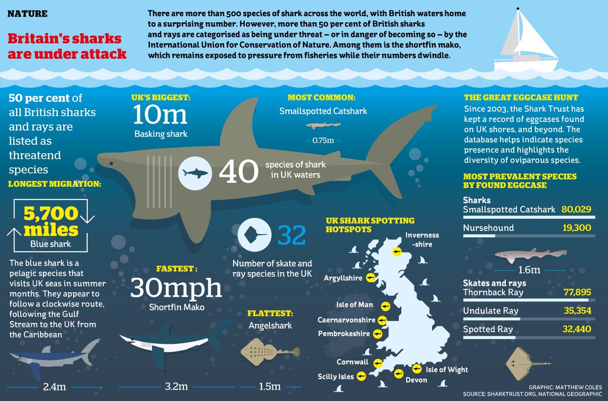 British Rays And Skates