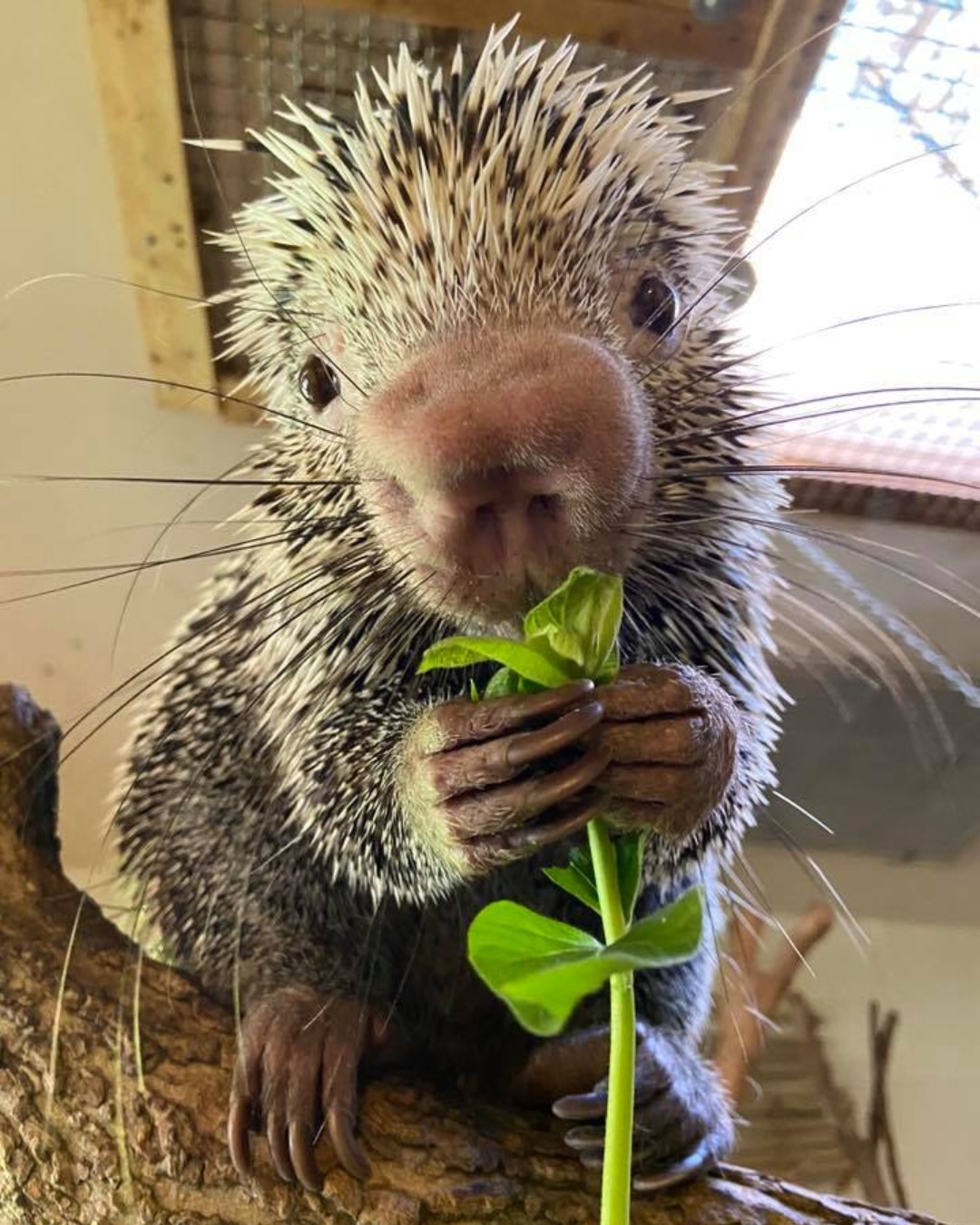 Animais Ricos Meet Rico, The Prehensile Tailed Porcupine, At The