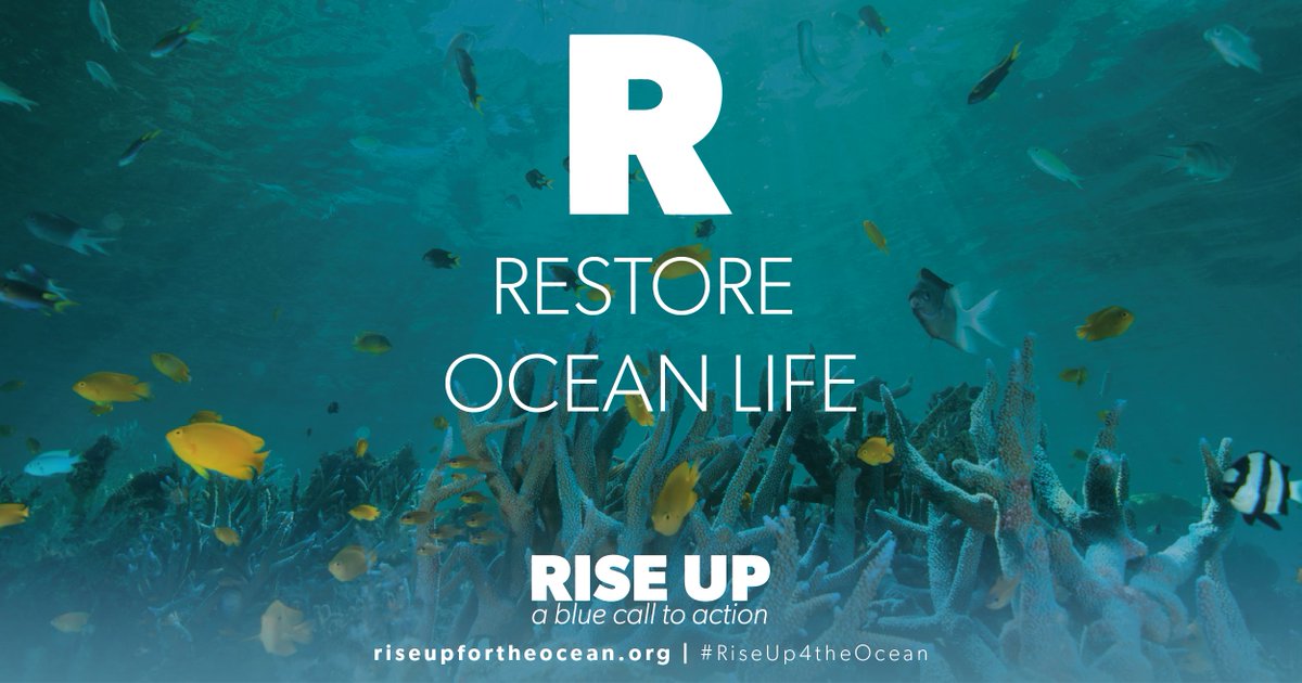 Fundação Oceano Azul | From the ocean's point of view