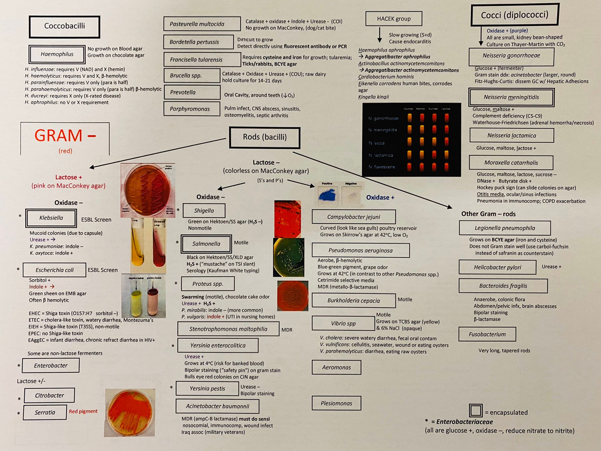 Gram Negative Chart