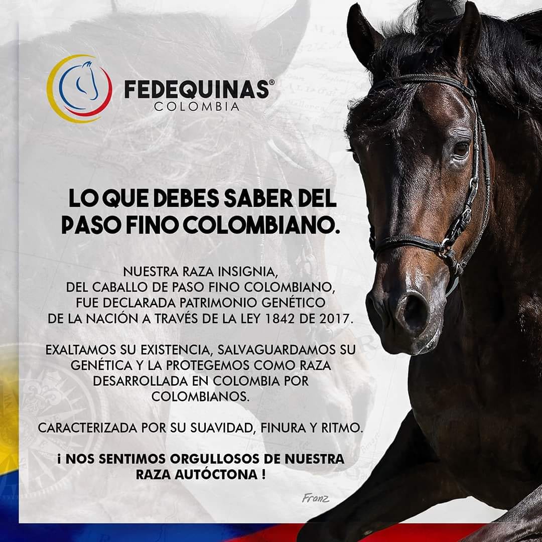 Caballos De Paso Fino Colombiano