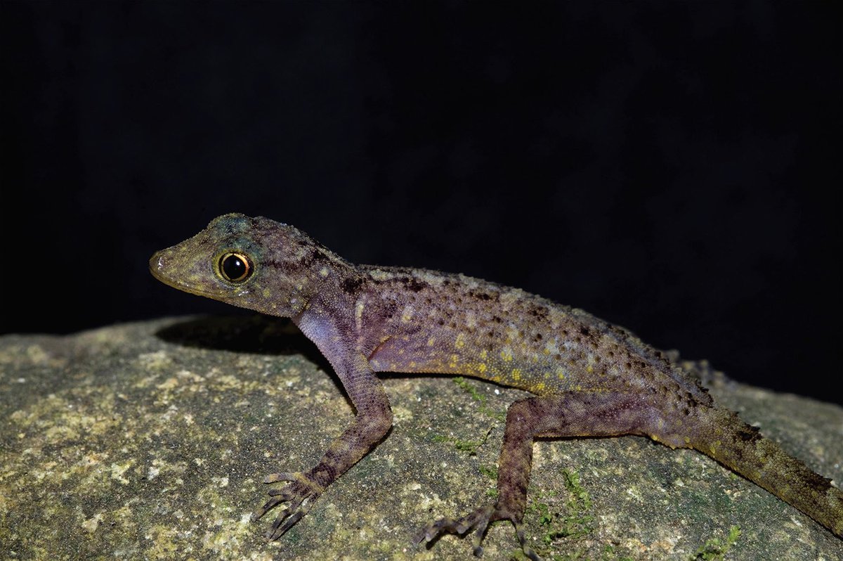 NATEE AMPAI (@Natee_Ampai) | Twitter