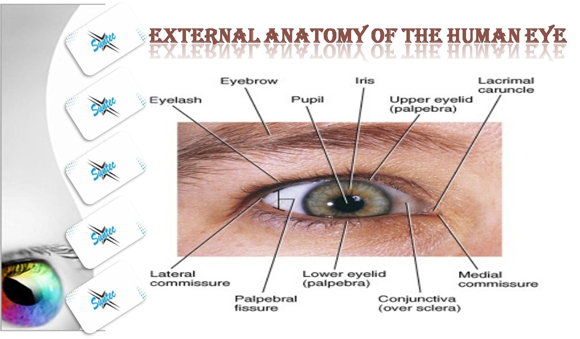 External Eye Anatomy