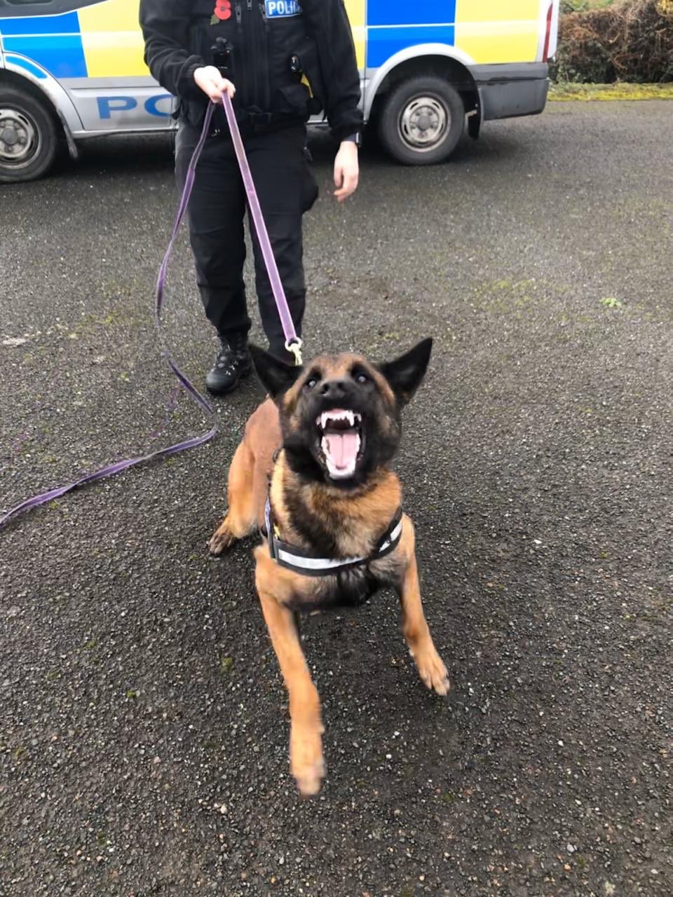 Are All Police Dogs Male