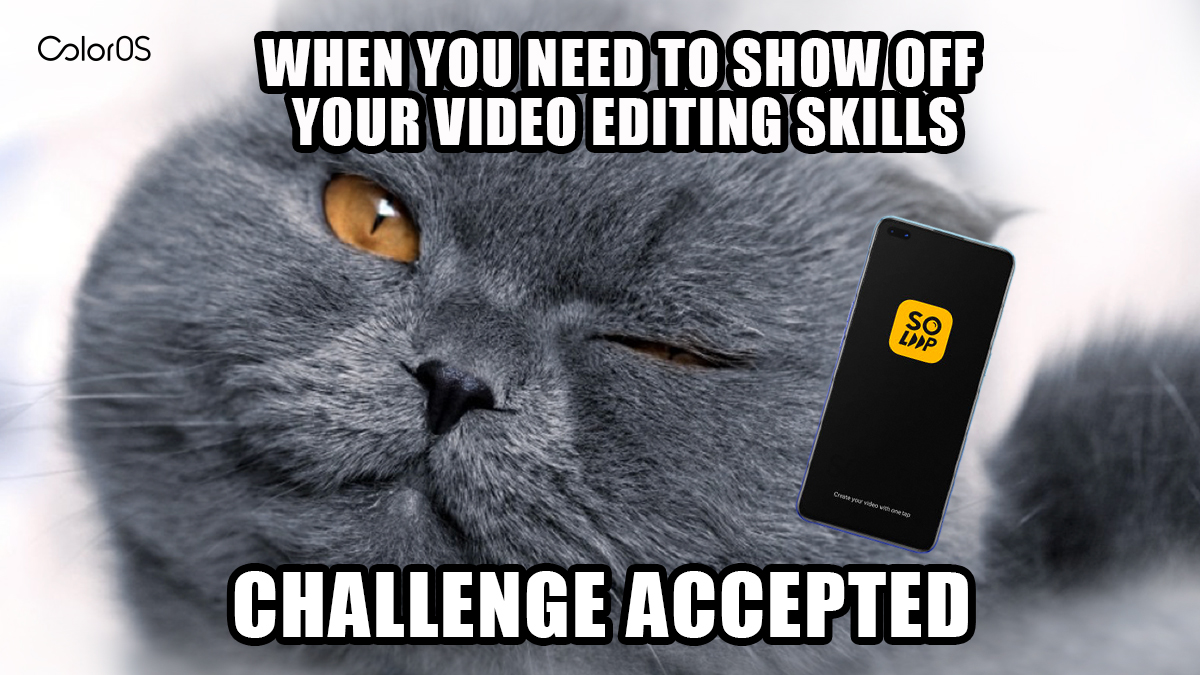 Challenge Accepted Cat