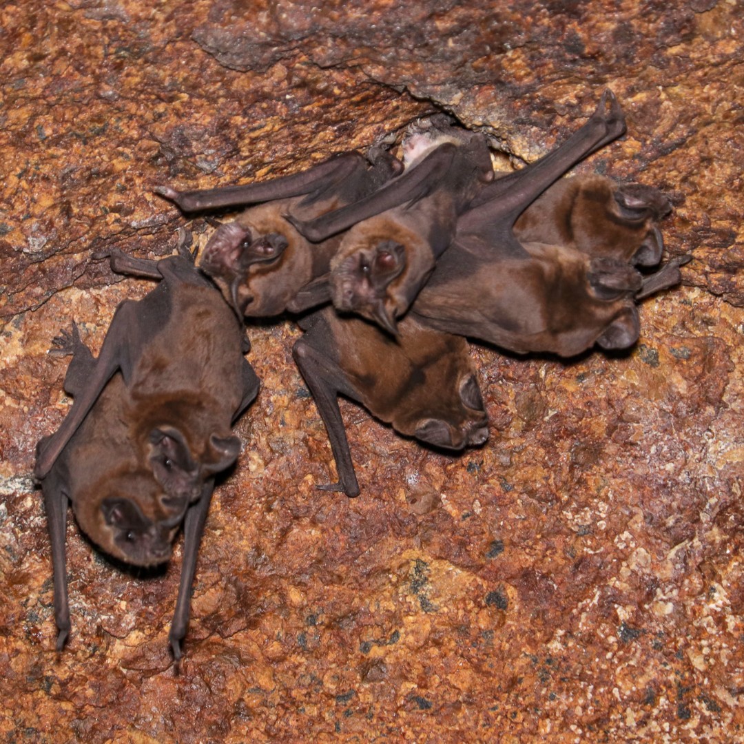 Fiji Bats