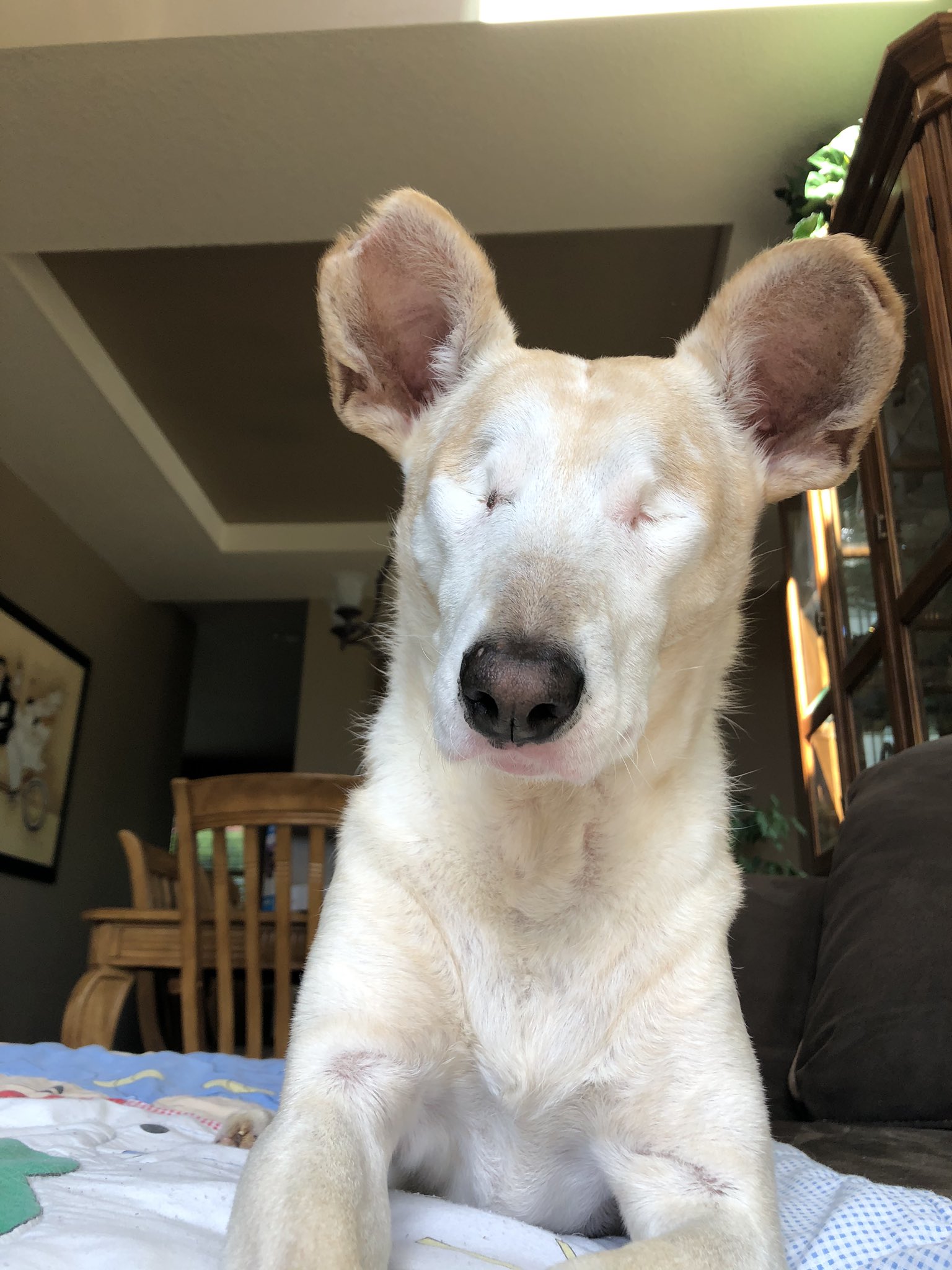 Dogs Without Eyes