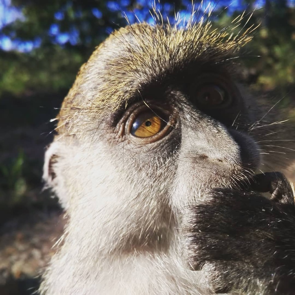 Stéphanie Buekenhoudt | Vervet Monkey Foundation