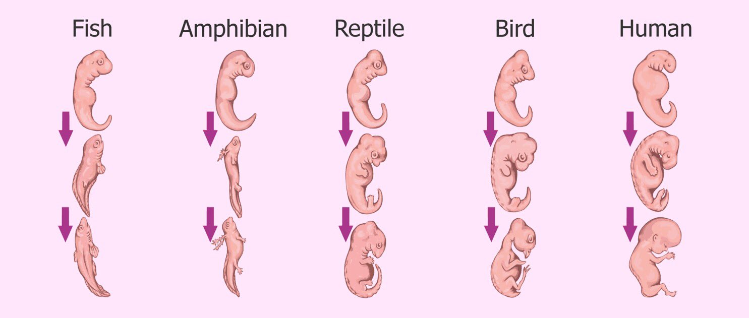 Human Embryo Tail