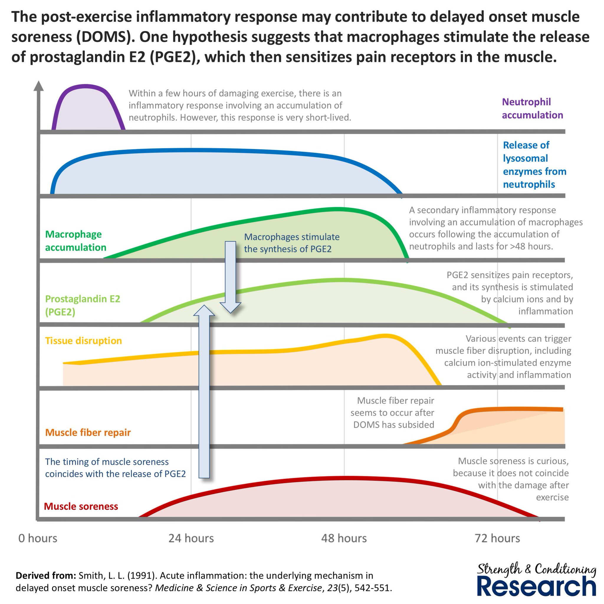 Delayed Onset Muscle Soreness Diagram