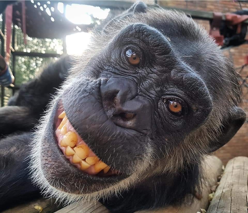 Cheesy Grin