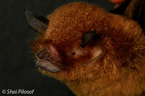 Mustached Bat