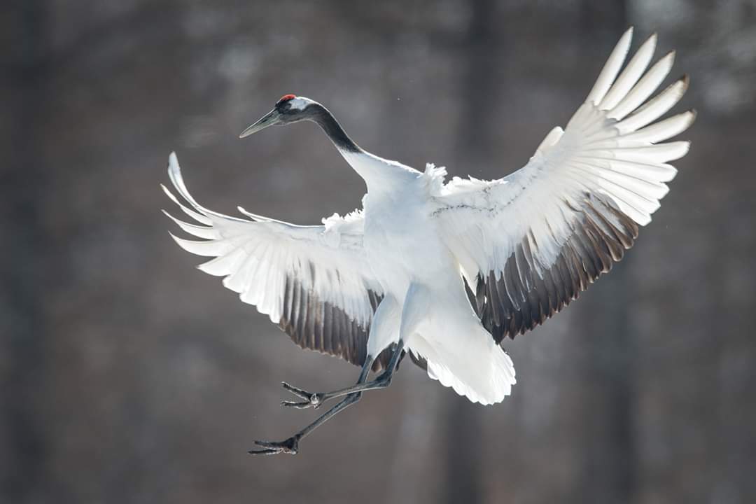 Red Crowned Crane Flying