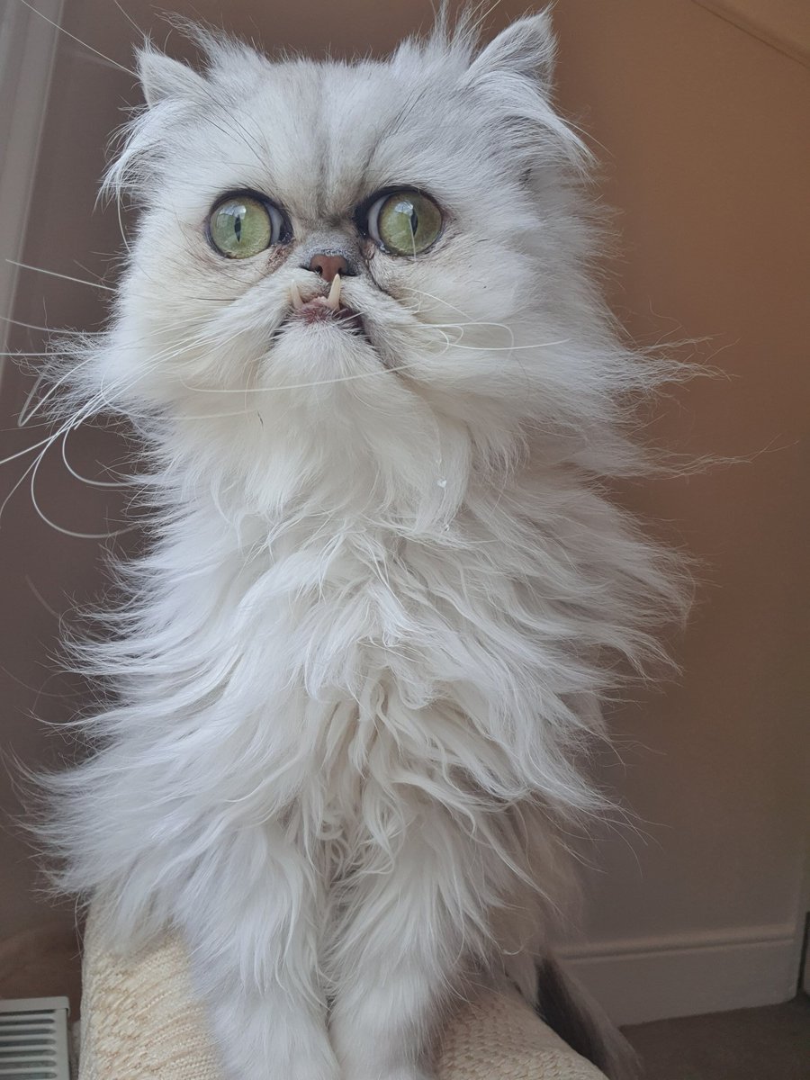 Wilfred Warrior @wilfred_warrior Timeline, The Visualized Twitter ...