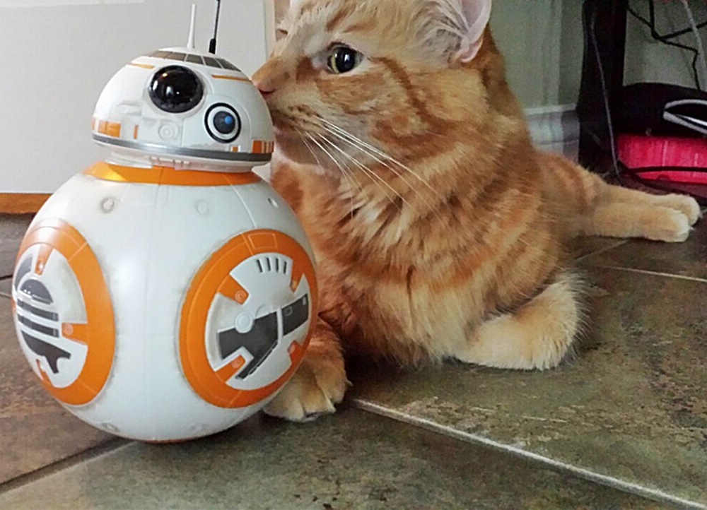 Mewbacca Wookie Cat