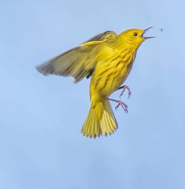 Yellow Warbler Flying Project Safe Flight Monitoring And Research