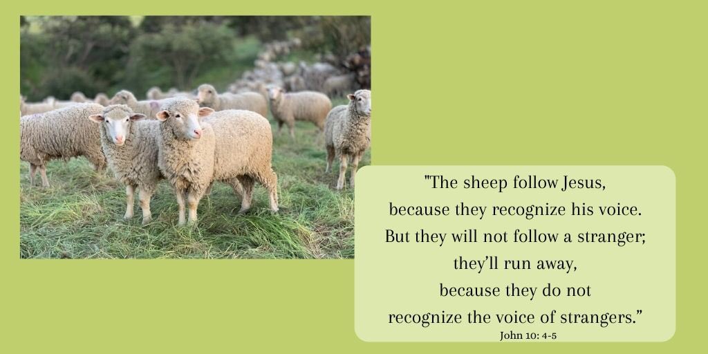 How Do Sheep Follow The Shepherd