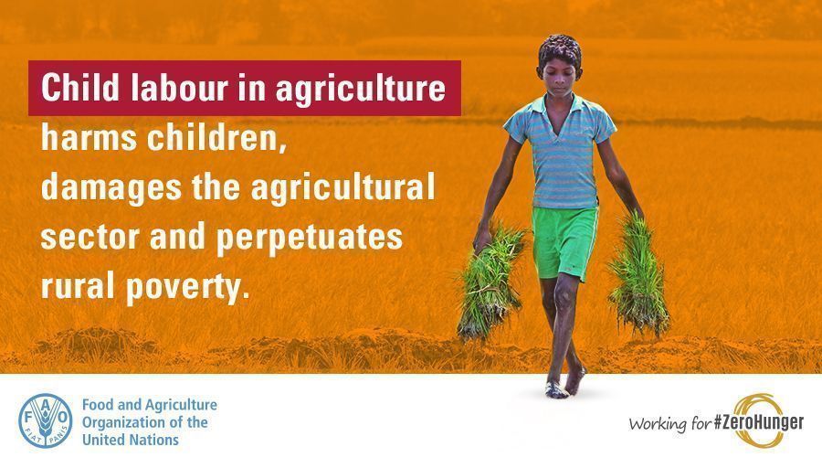 Child Labour In Agriculture