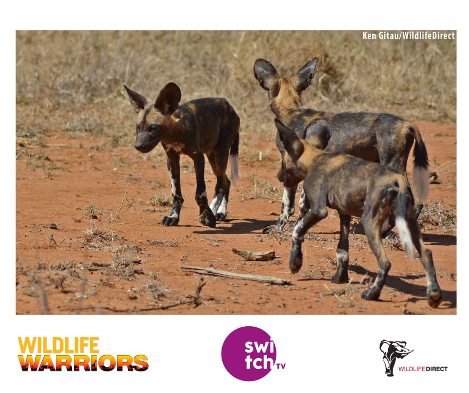 What Will Happen If African Wild Dogs Go Extinct