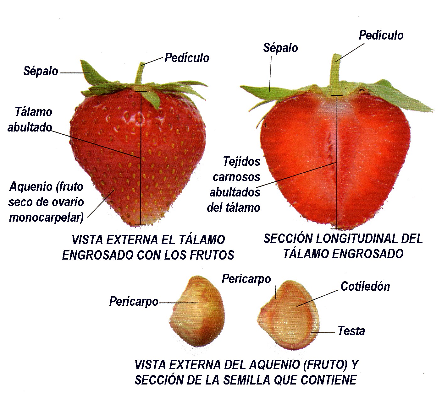 Frutos Carnosos Y Secos