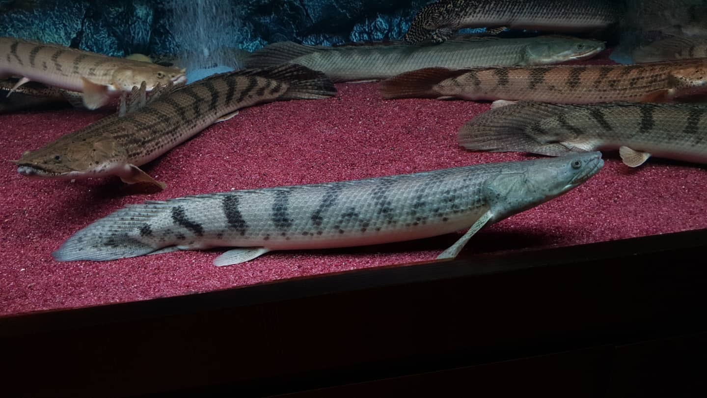 Polypterus Teugelsi 4 Sale
