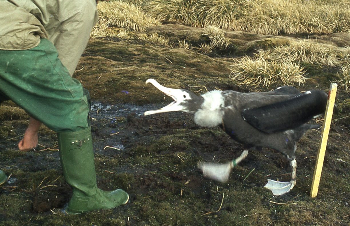 Wandering Albatross Compared Human