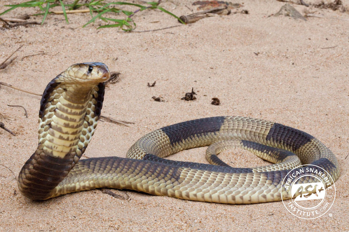 Banded Egyptian Cobra