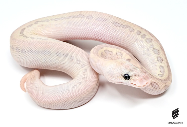 Super Lesser Ball Python