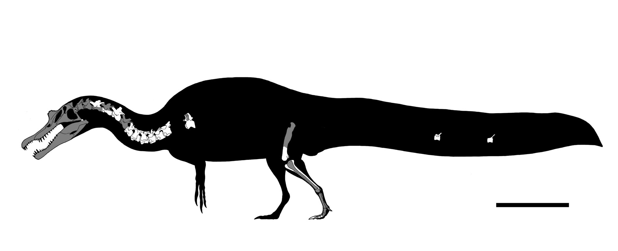 Sigilmassasaurus