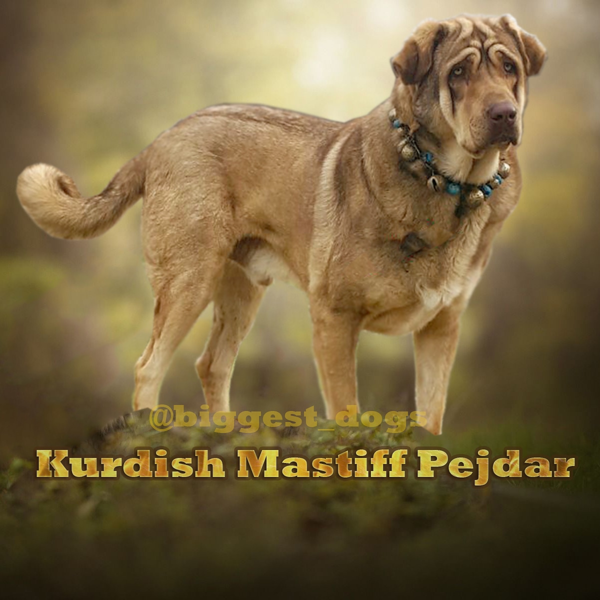 Does The Pshdar Dog Have A Wet Nose