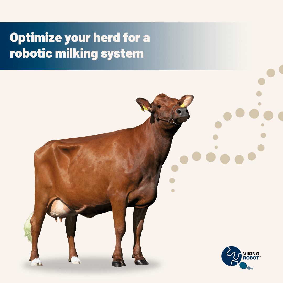 VikingGenetics on Twitter: "By selecting VikingRobot sires you can be sure that your herd is ...