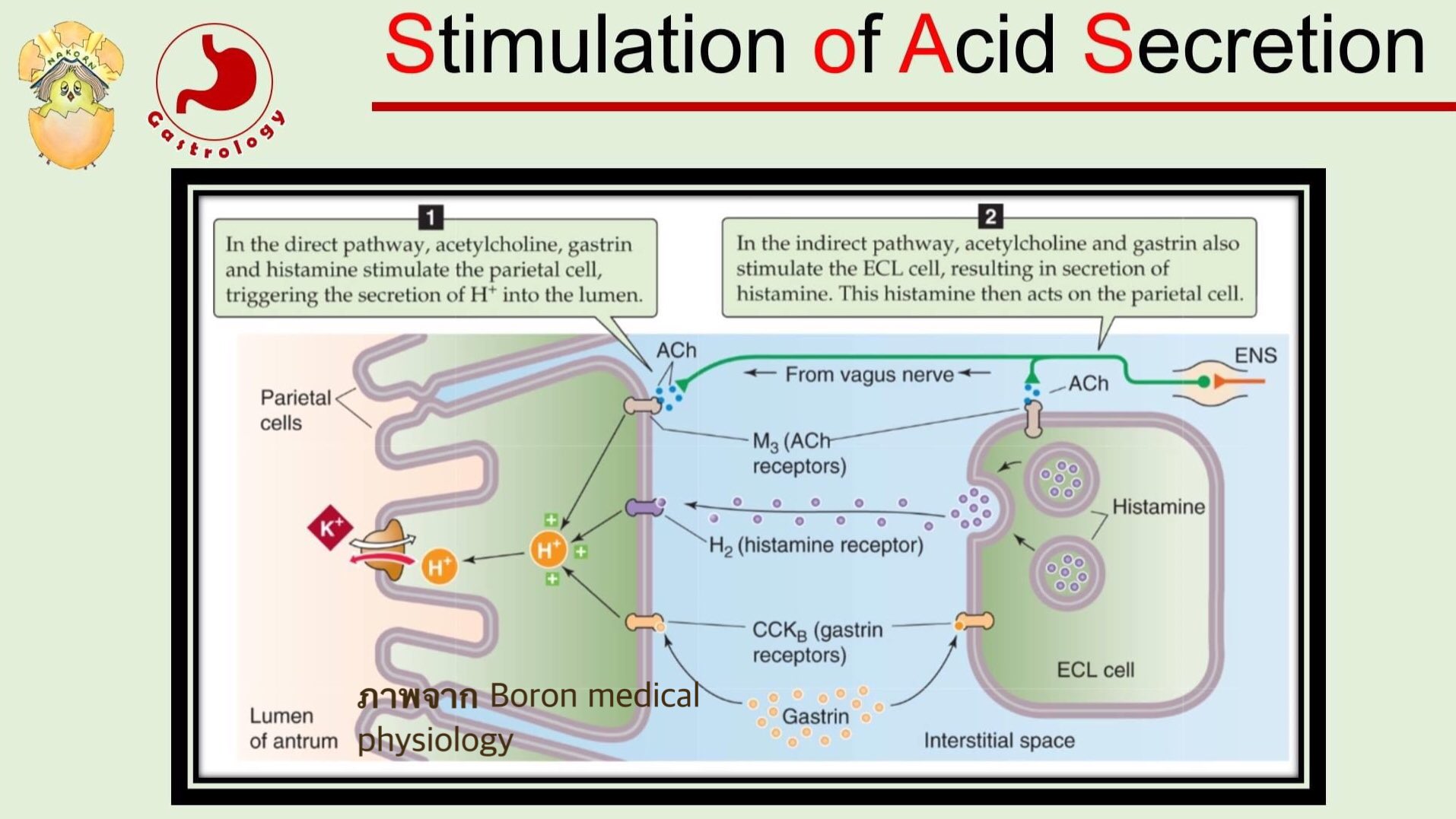 Nakorn-Core Physiology and Medical Science on Twitter: "👉🏻 7. Gastric phase คือการหลั่งกรด เมื่อ ...