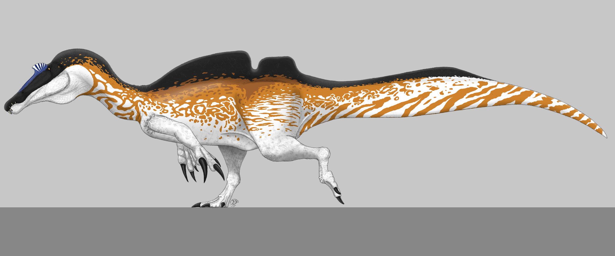 Ichthyovenator Skeleton