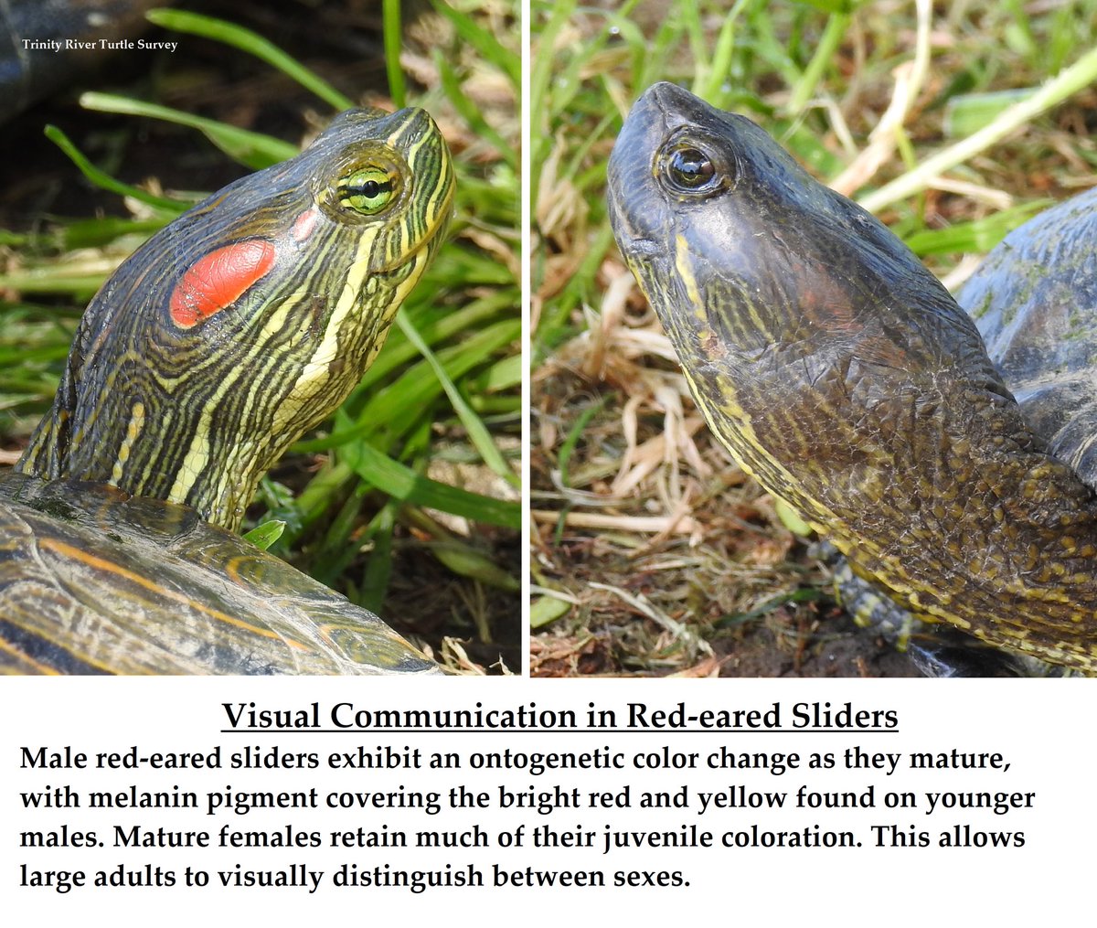 Male Red Eared Slider Turtles