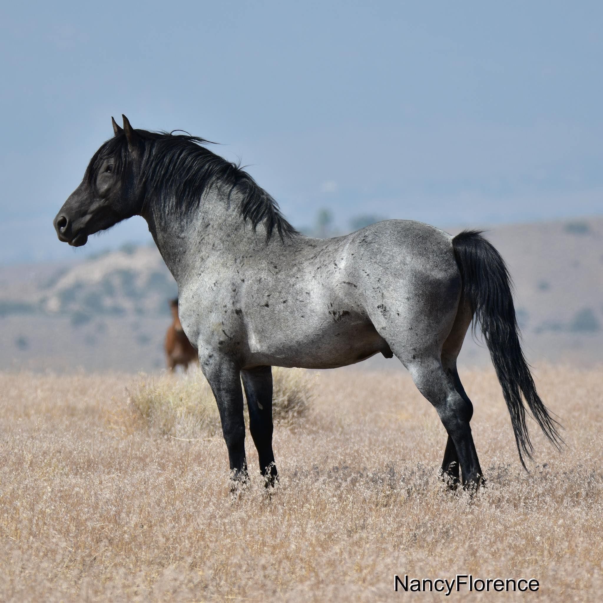 Blue Roan Arabian Horse