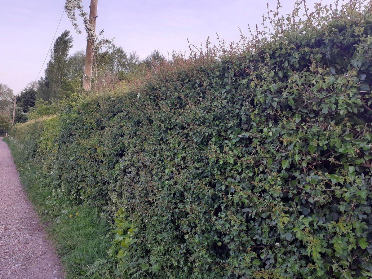 Even nice healthy hedges need management changes once in a while to ...