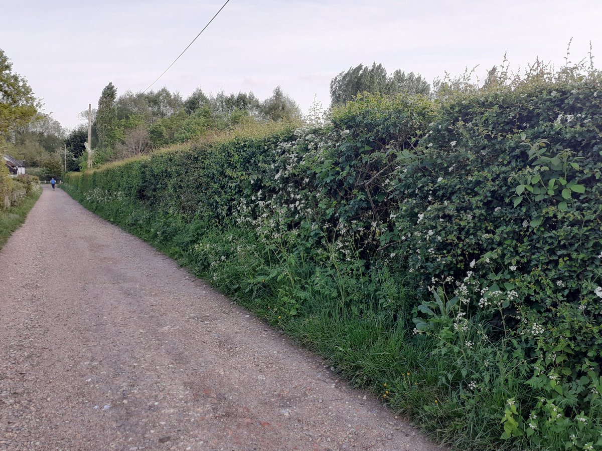 Even nice healthy hedges need management changes once in a while to ...