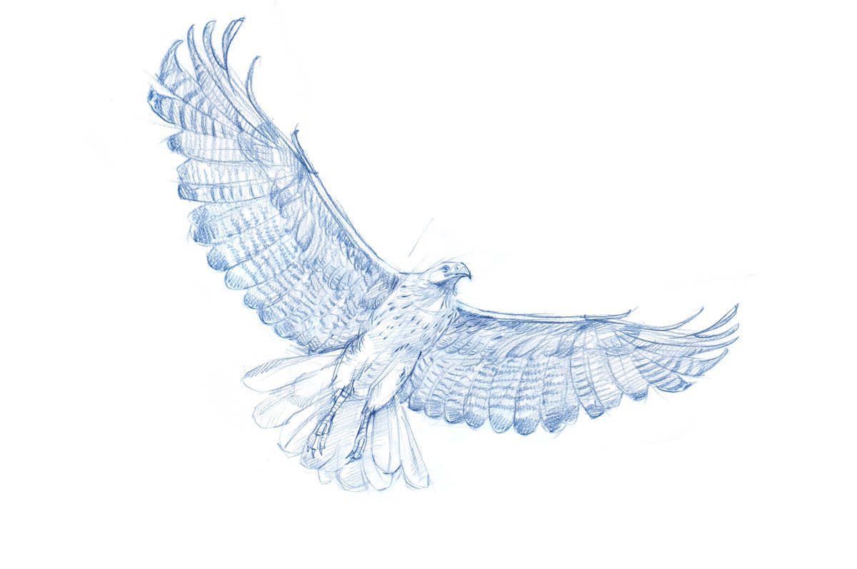 Hawk In Flight Drawing