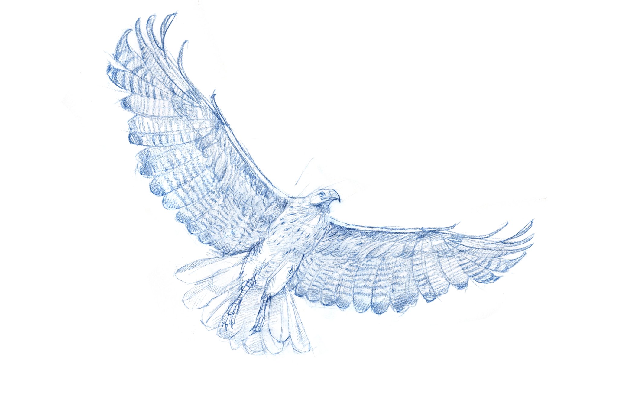 Flying Hawk Drawing Page 50 | Hawk Flying Vectors & Illustrations For