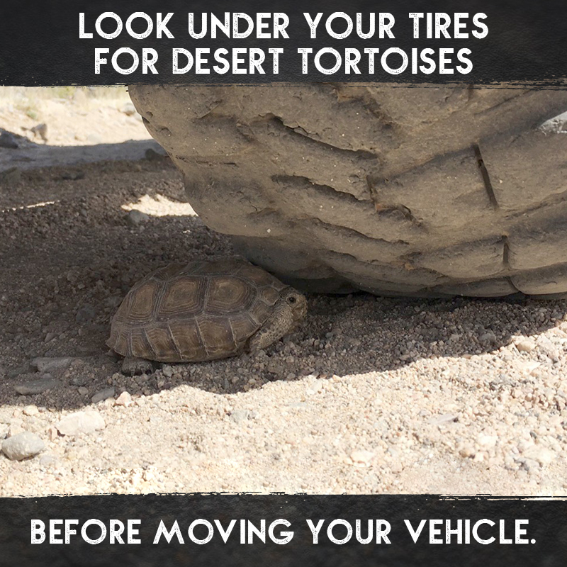 Desert Tortoise Memes