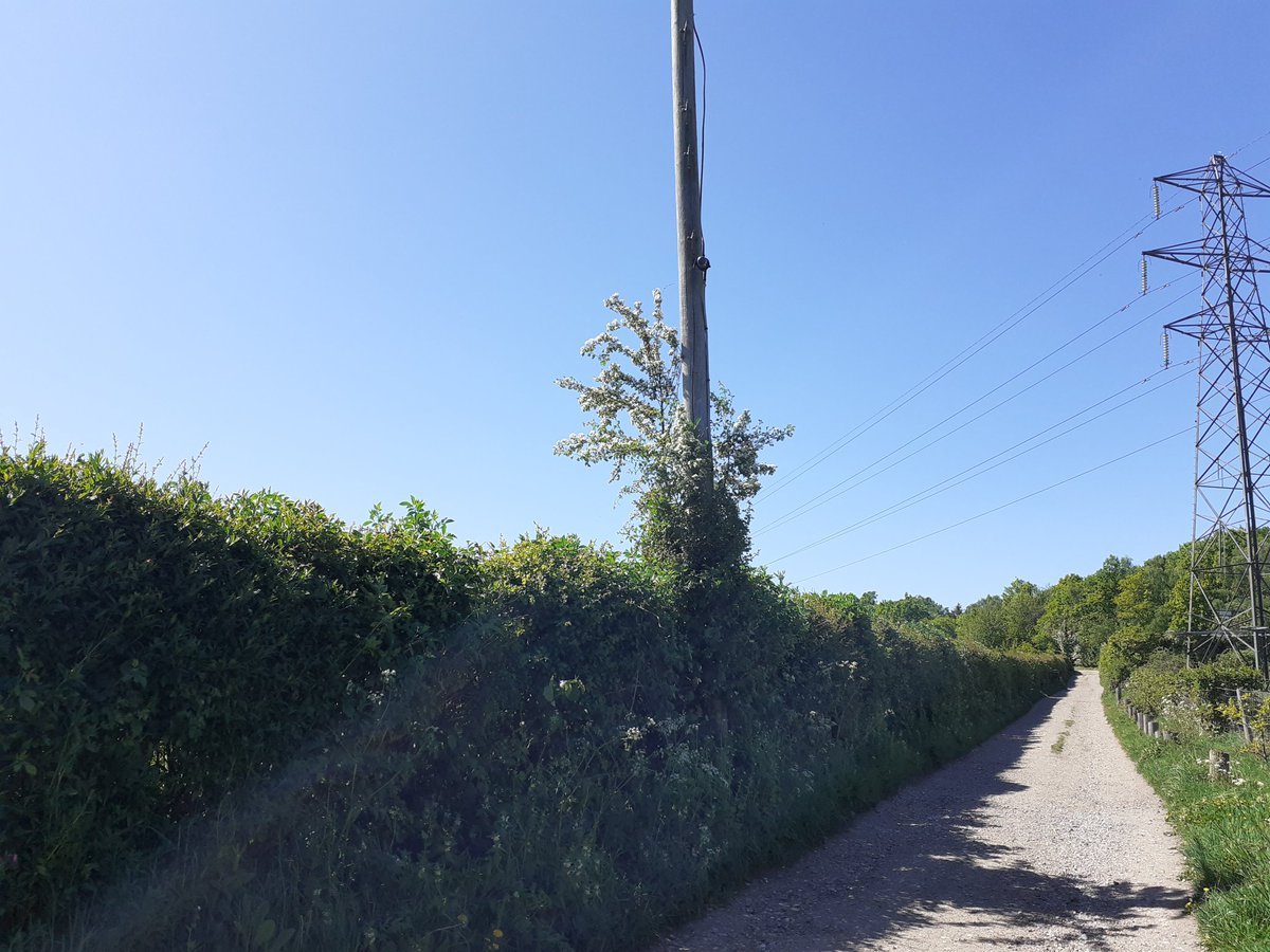 Even nice healthy hedges need management changes once in a while to ...