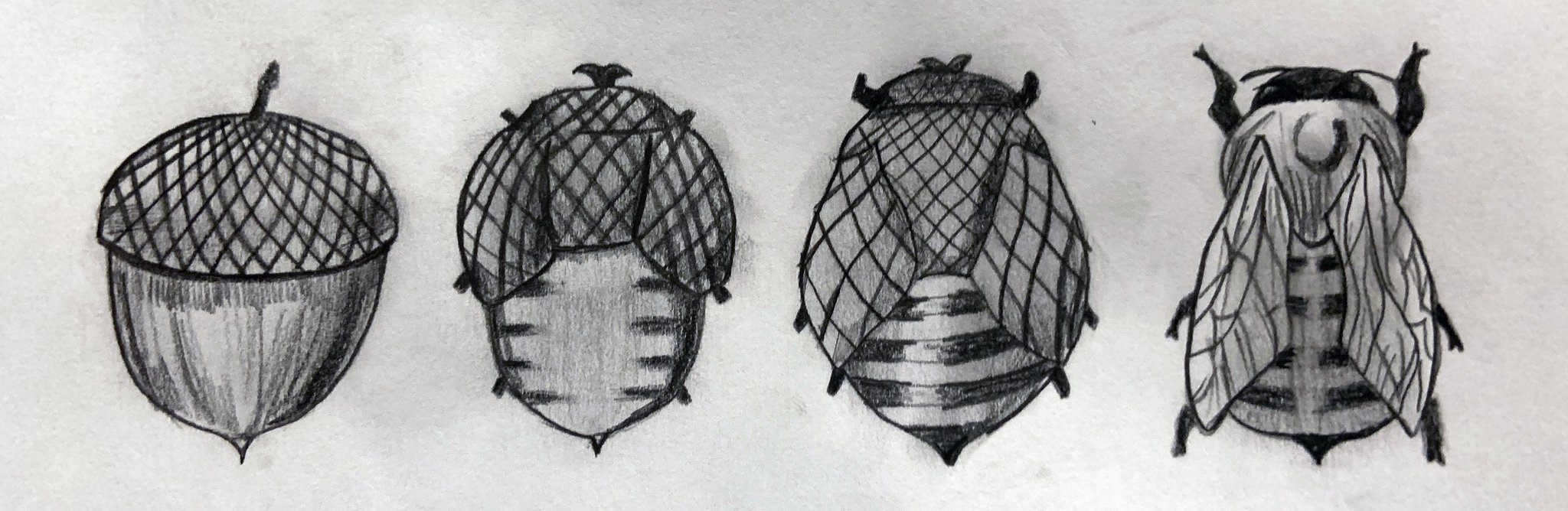 Metamorphosis Drawing Examples Memory Metamorphosis. :: Behance